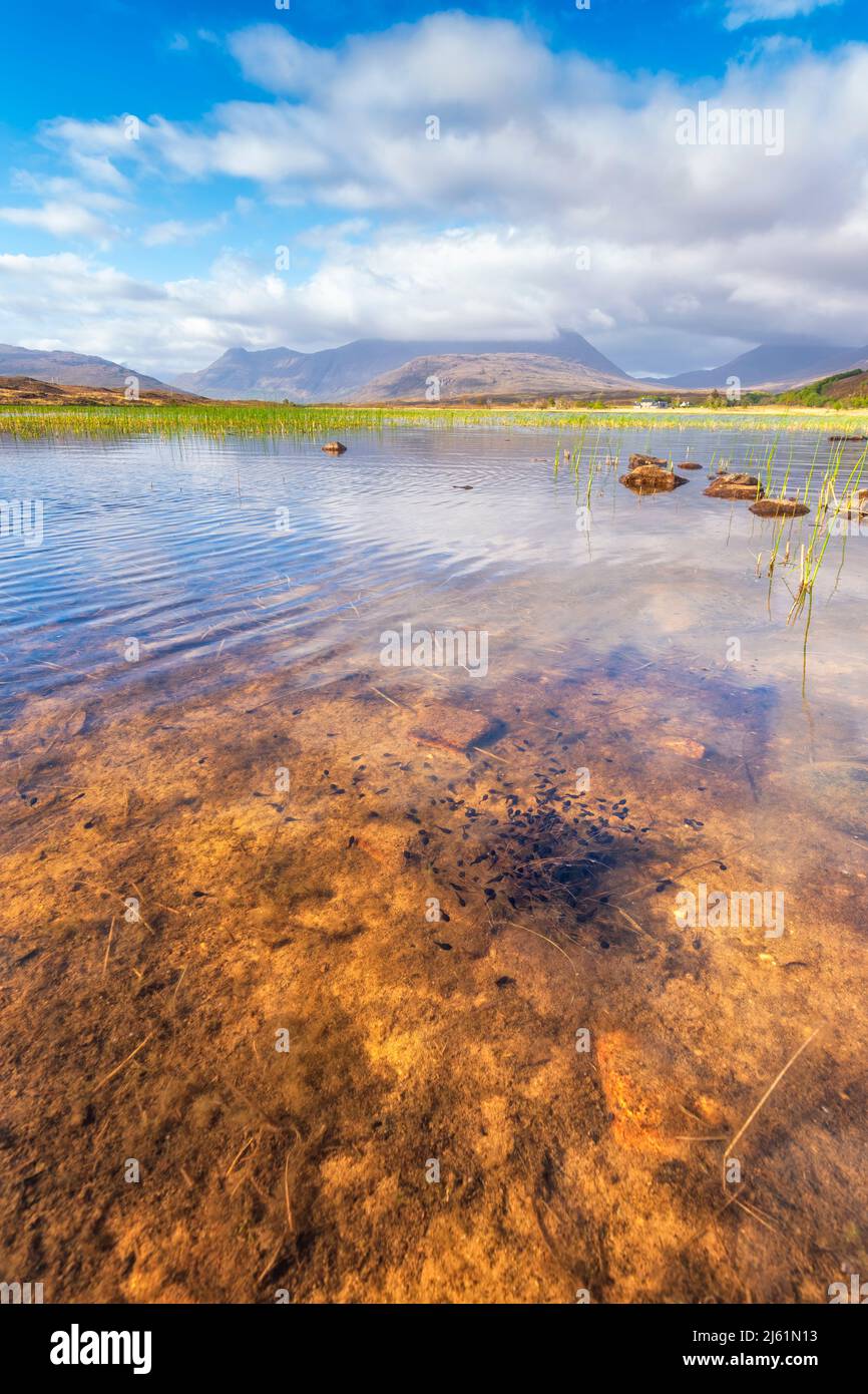 Group of young tadpoles hi-res stock photography and images - Alamy