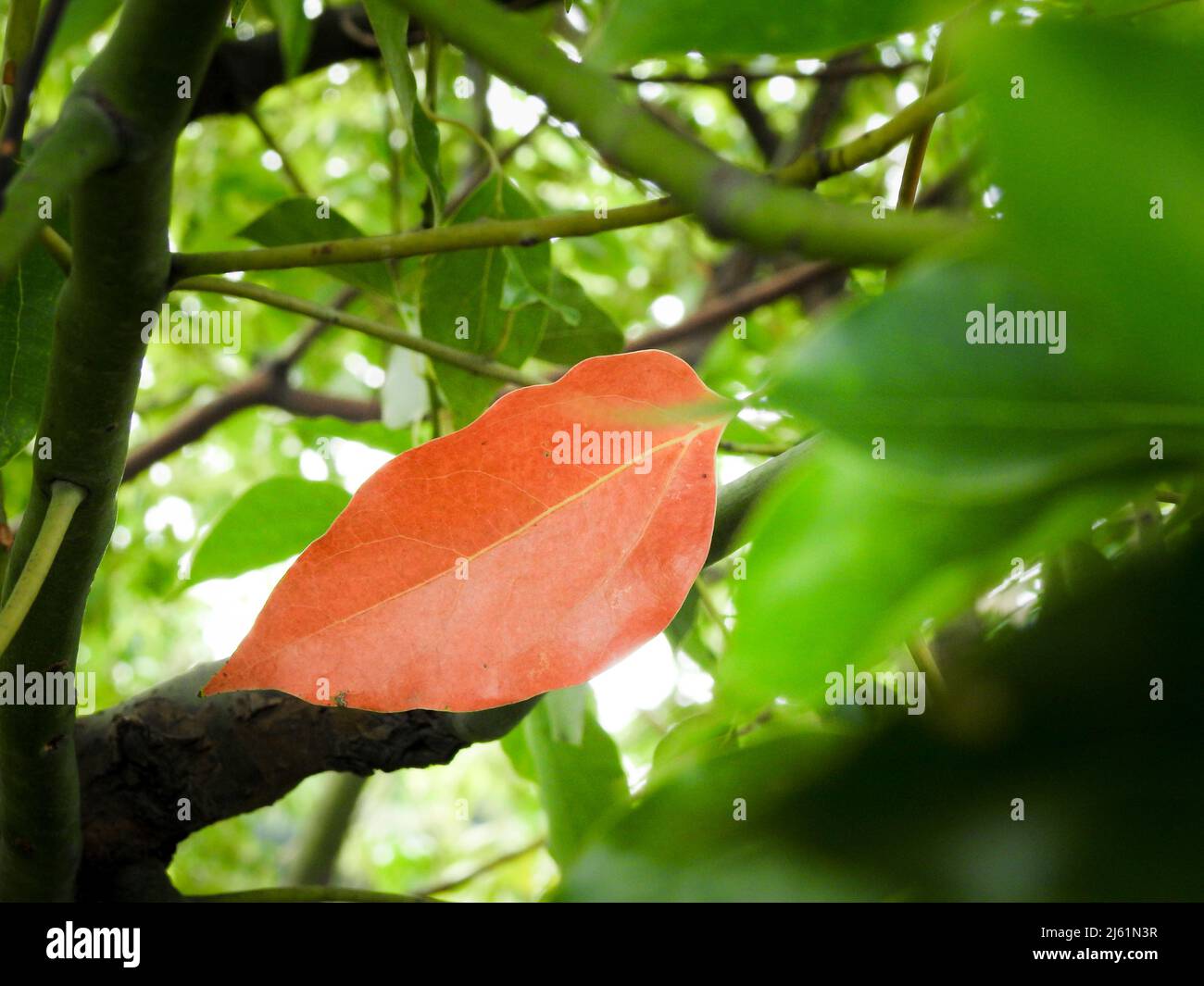 A close up shot of camphor laurel leaves which turned red. Cinnamomum ...