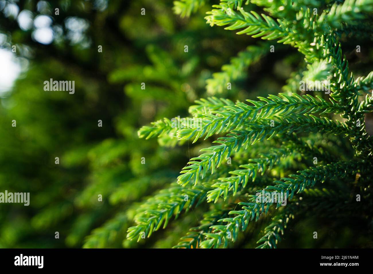 Monkey puzzle tree bark hi-res stock photography and images - Alamy