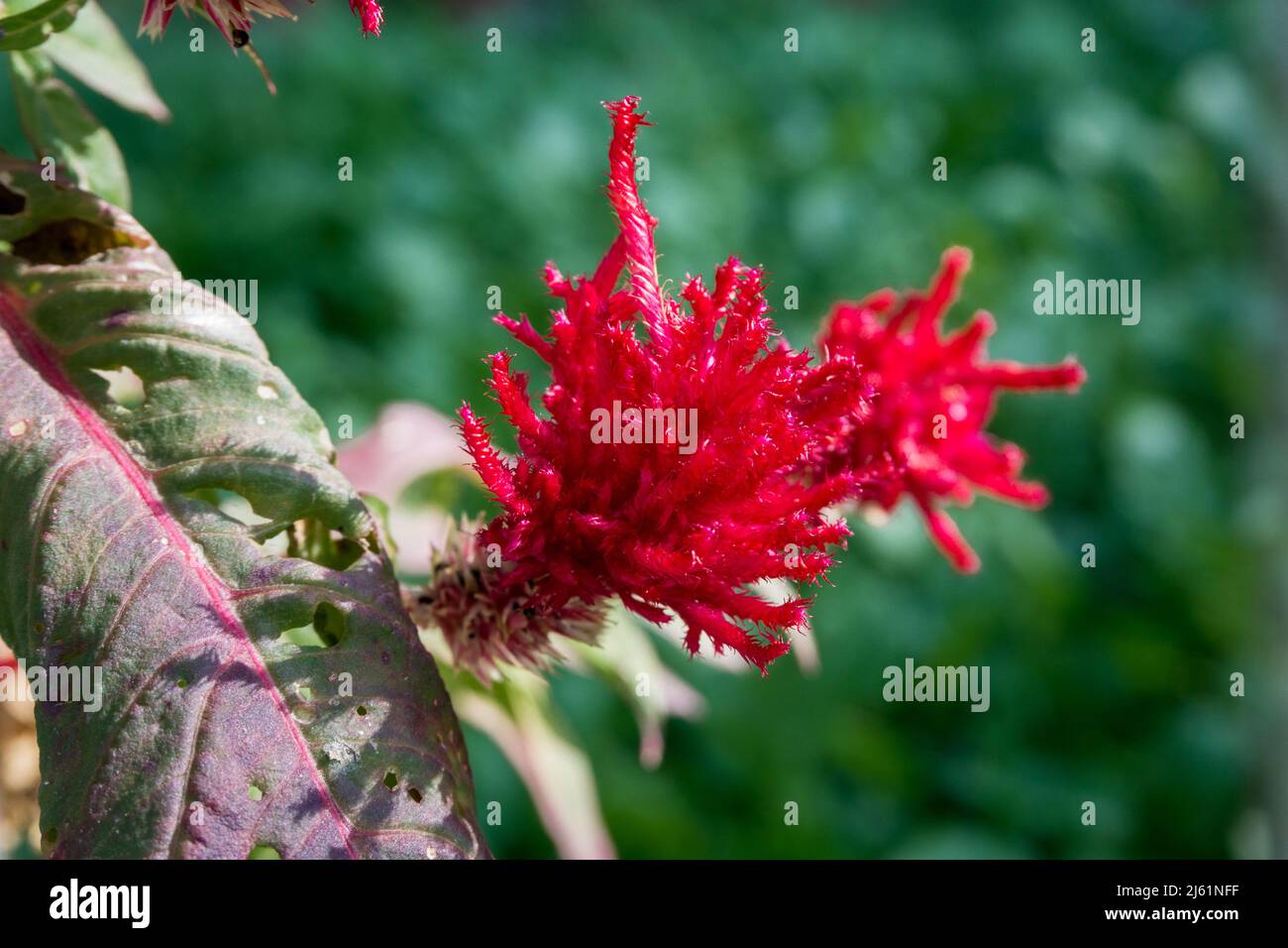 Cockscomb Leaves