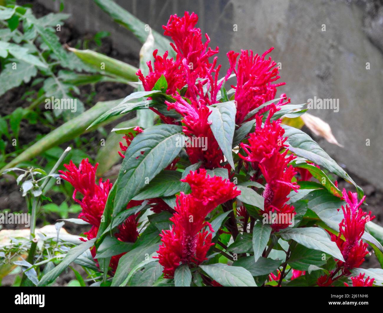 Magenta Cockscomb, celosia leaves and flower. Celosia is a small genus ...