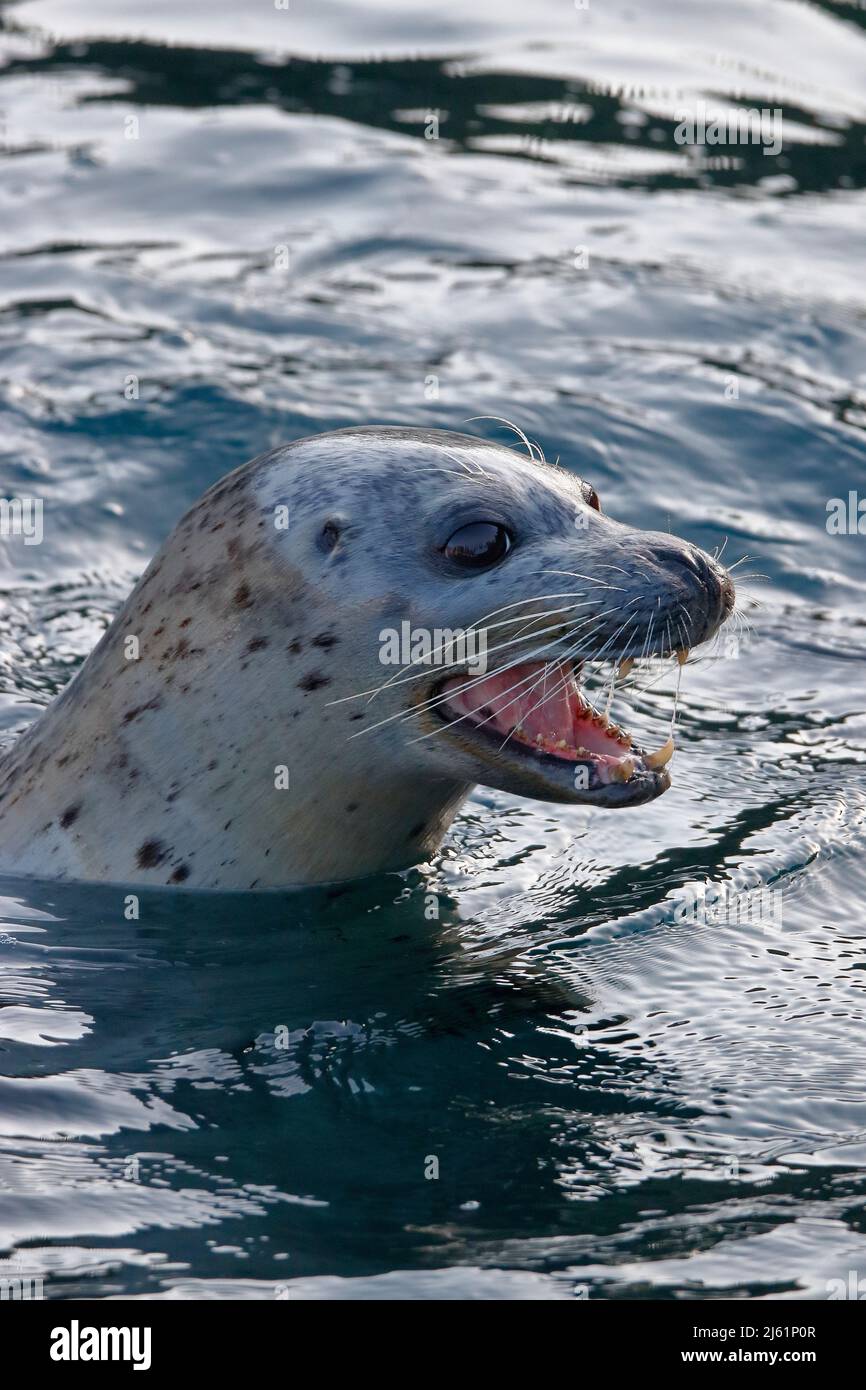 Arctic seal underwater hi-res stock photography and images - Alamy