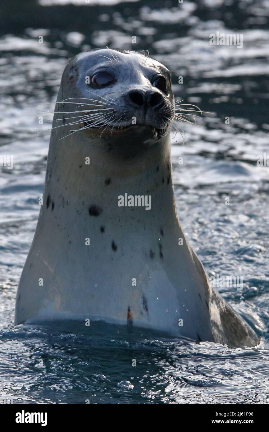 Seal zoo hi-res stock photography and images - Alamy