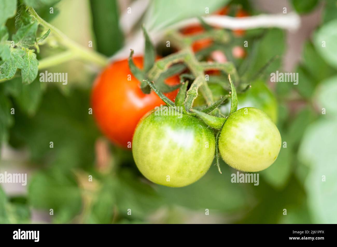 Organic cherry tomato plant with green and red tomatoes Stock Photo - Alamy