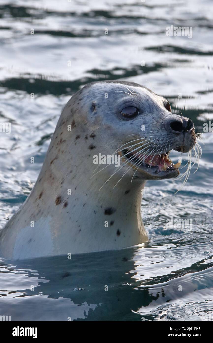 Seal zoo hi-res stock photography and images - Alamy