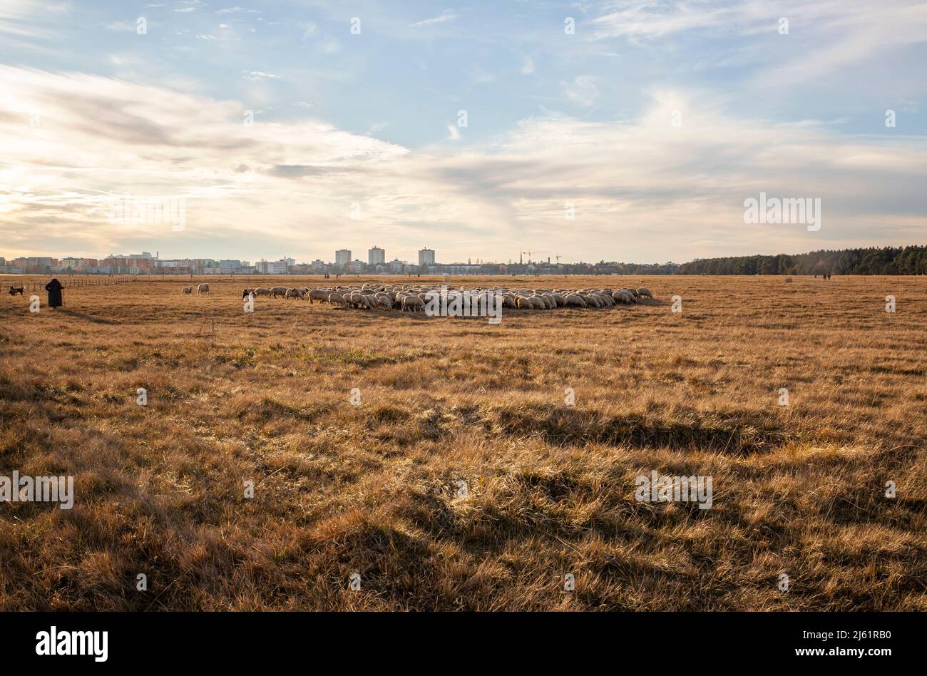 Sunny sheep hi-res stock photography and images - Alamy