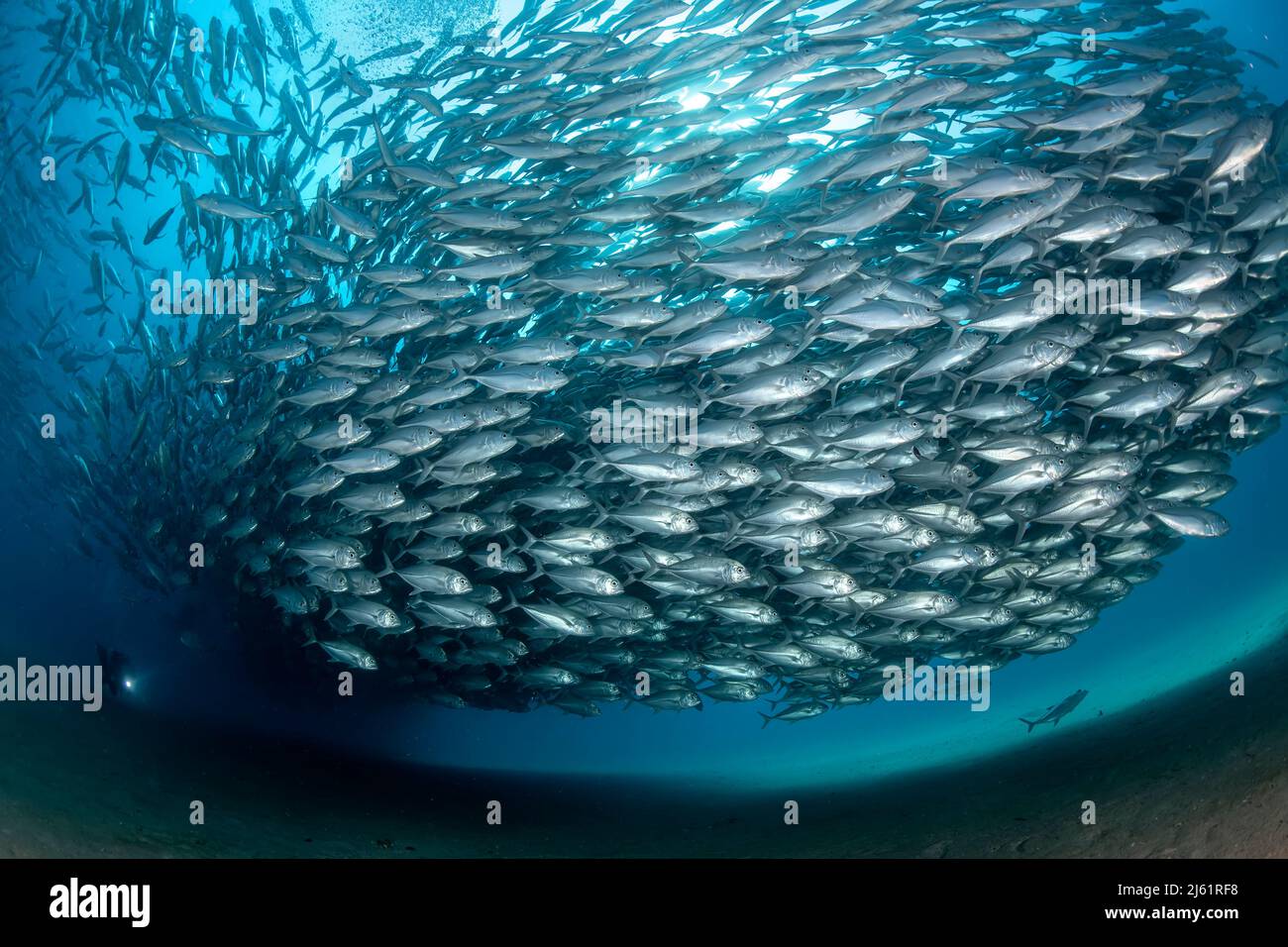 A diver admires in awe a big aggregation of jack fish in the waters of ...