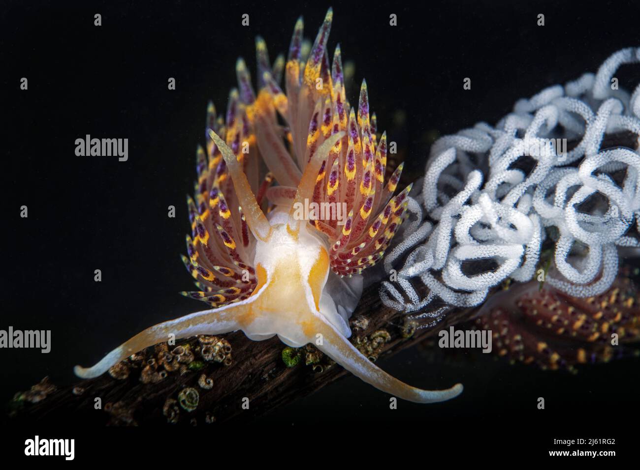 Godiva quadricolor nudibranch with eggs Stock Photo - Alamy
