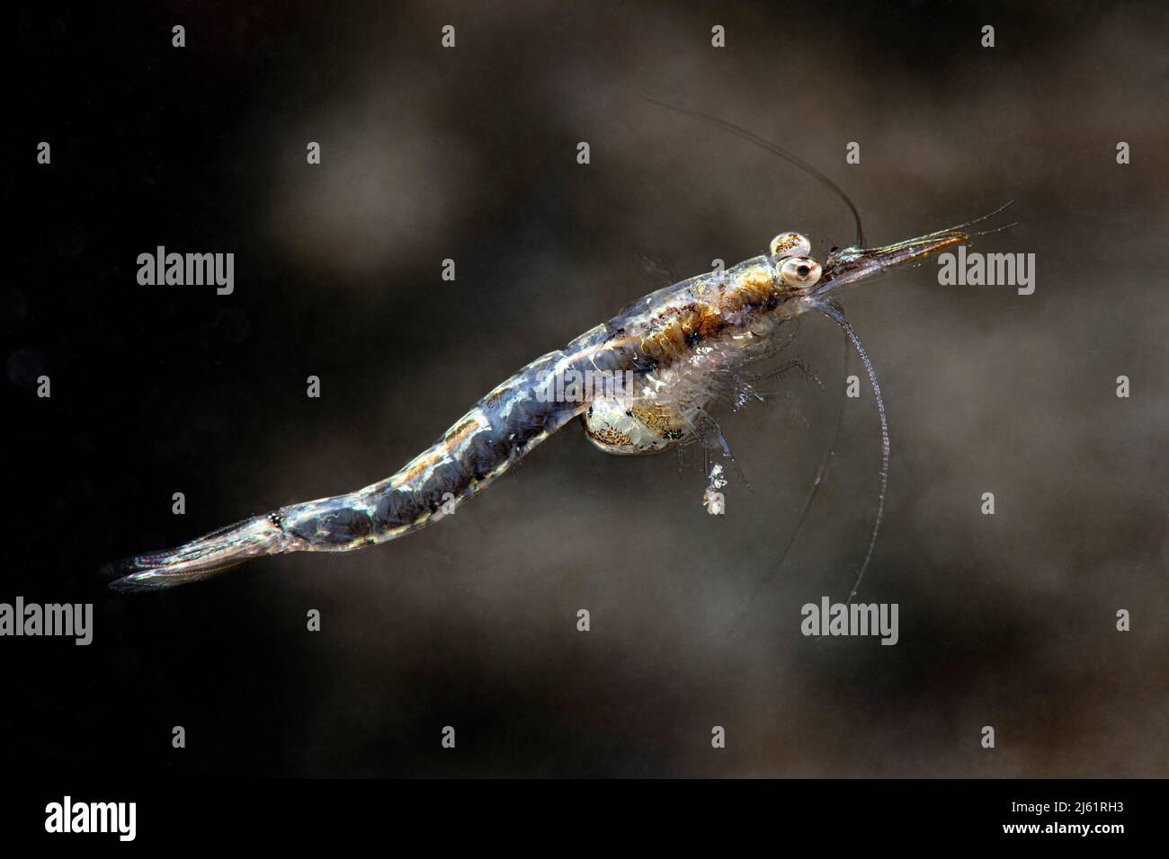 Leptomysis sp hi-res stock photography and images - Alamy
