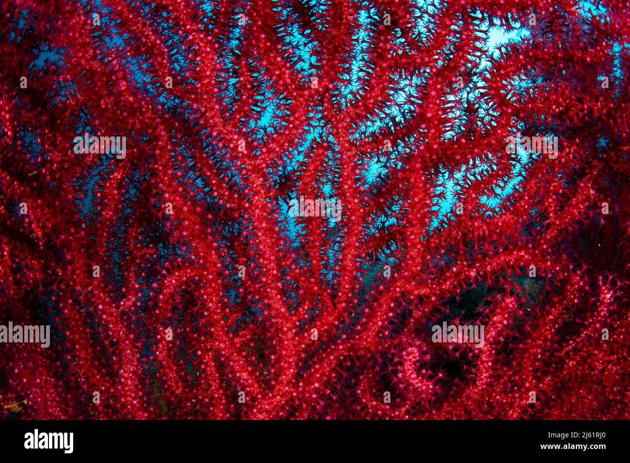 An iconic shot of a very common mediterranean subject, the red sea fan ...