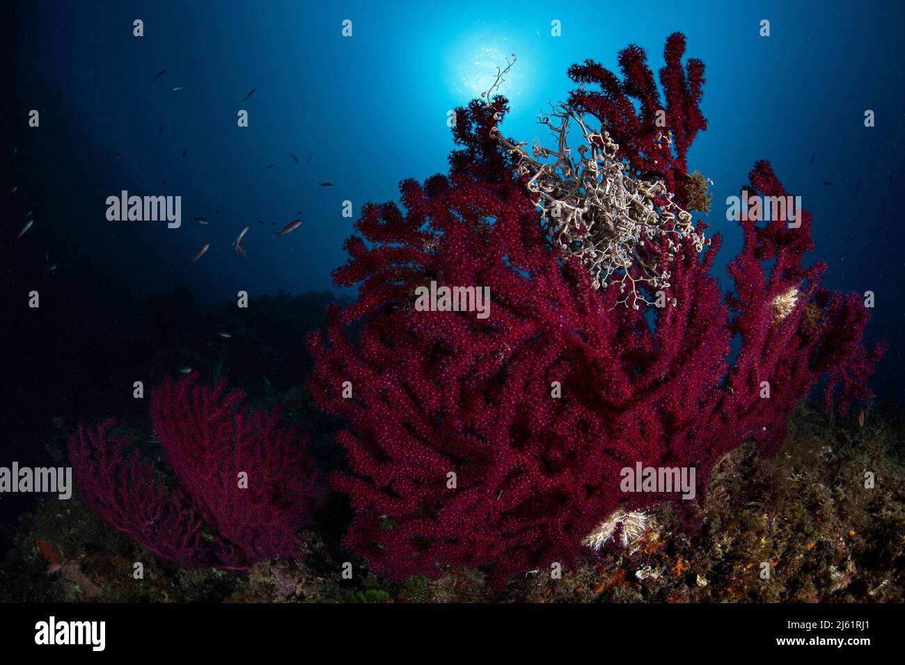 A deep mediterranean reef in Favignana island, Italy Stock Photo - Alamy