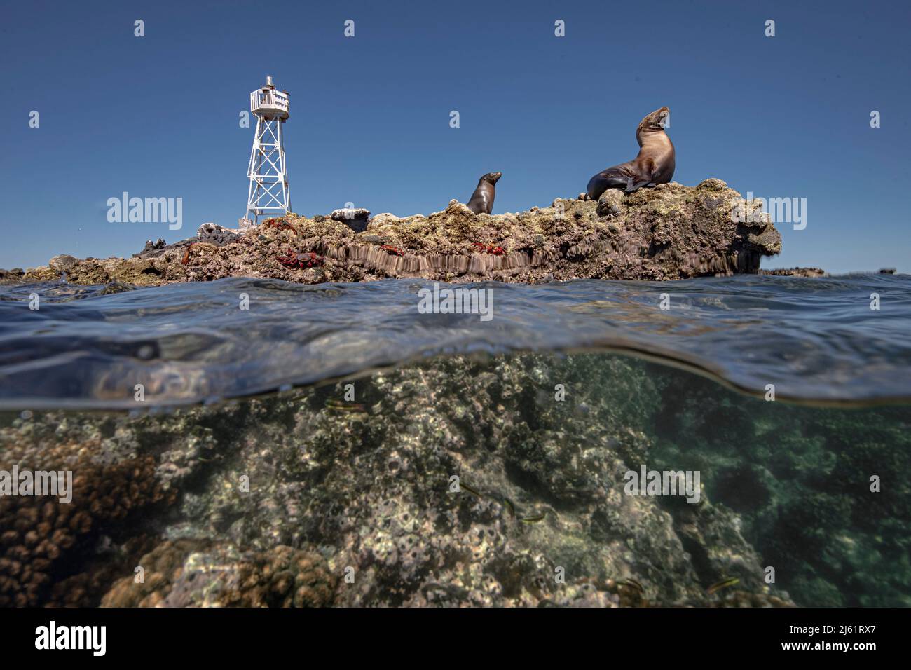 Playful sea lions in Los Islotes Stock Photo - Alamy