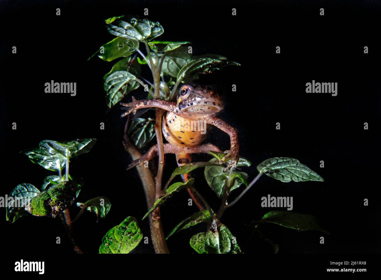 Italian crested newt (Triturus carnifex Stock Photo - Alamy