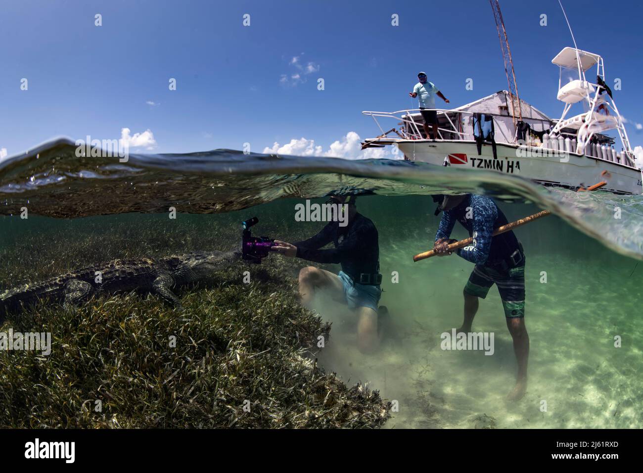 An american crocodile (Crocodylus acutus) in the shallow waters of ...