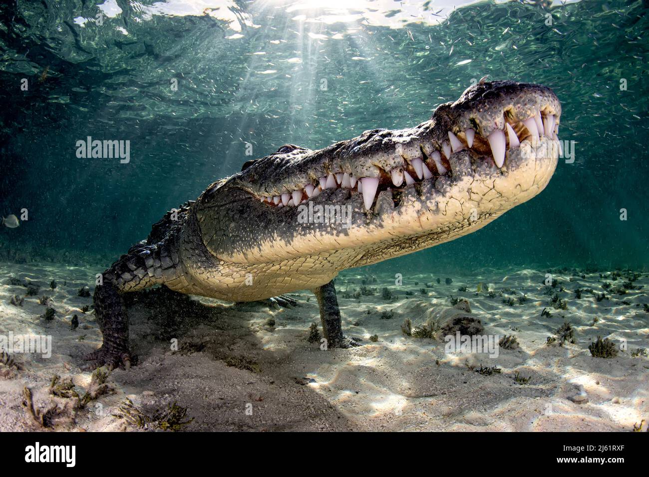 Banco chinchorro reef hi-res stock photography and images - Alamy