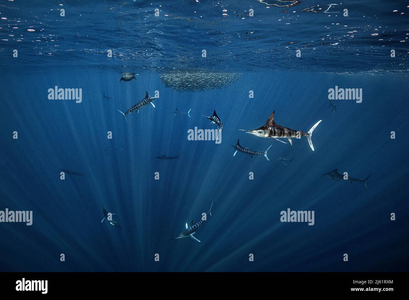 Striped marlin hi-res stock photography and images - Alamy