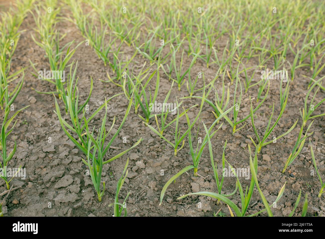 Garlic shop fresh farm natural hi-res stock photography and images - Alamy