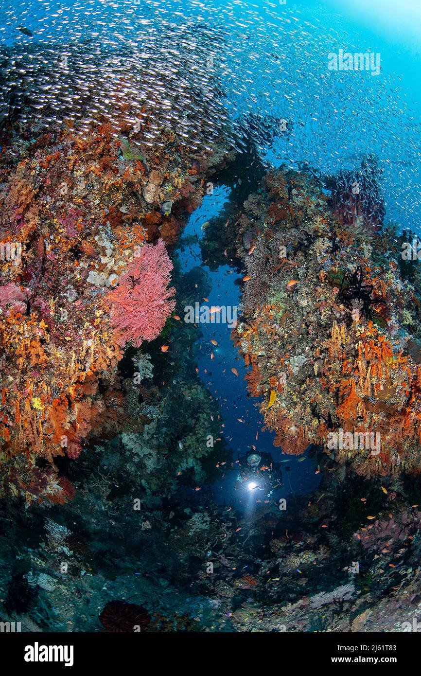 Coral reef in Raja Ampat Stock Photo - Alamy