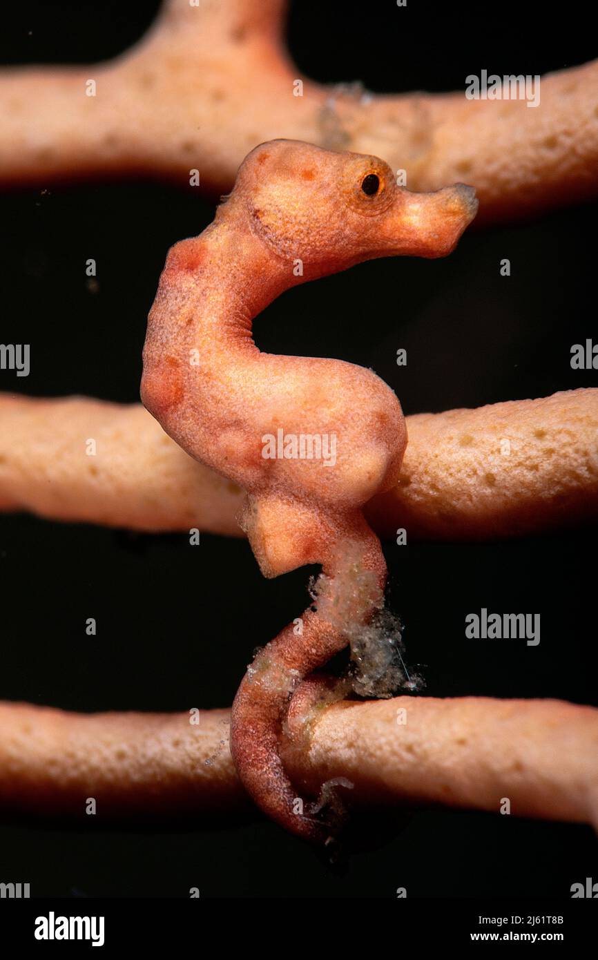 Denise pigmy sea horse, Raja Ampat Stock Photo - Alamy