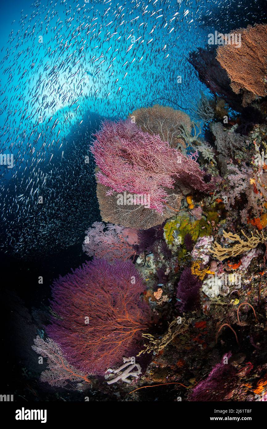 Reef in raja ampat hi-res stock photography and images - Alamy