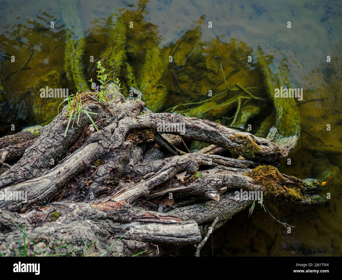 top view on old tree roots in the lake water, natural background Stock ...