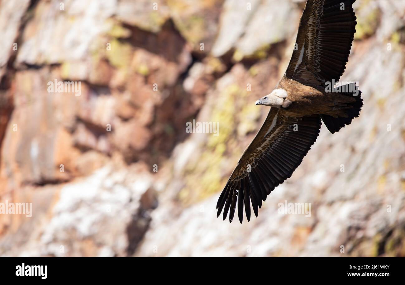 Vulture side view hi-res stock photography and images - Alamy