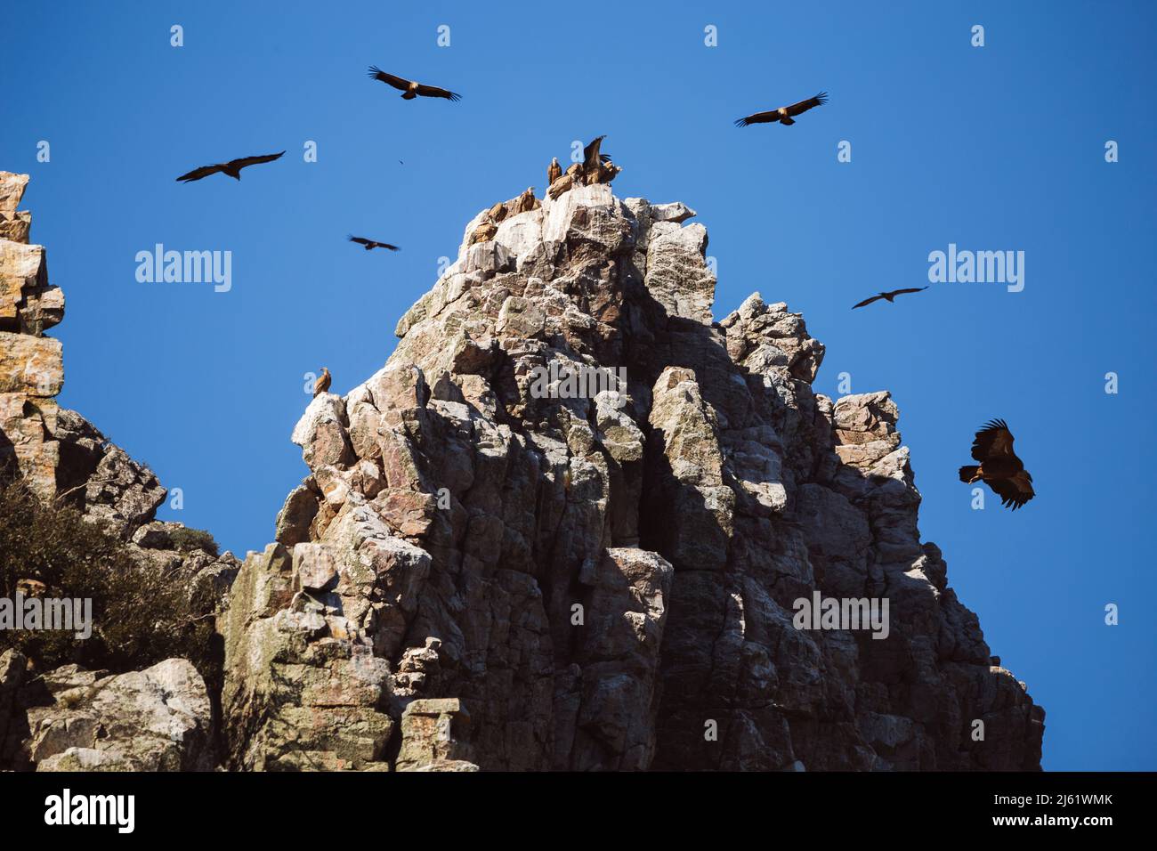 Flying vultures hi-res stock photography and images - Alamy