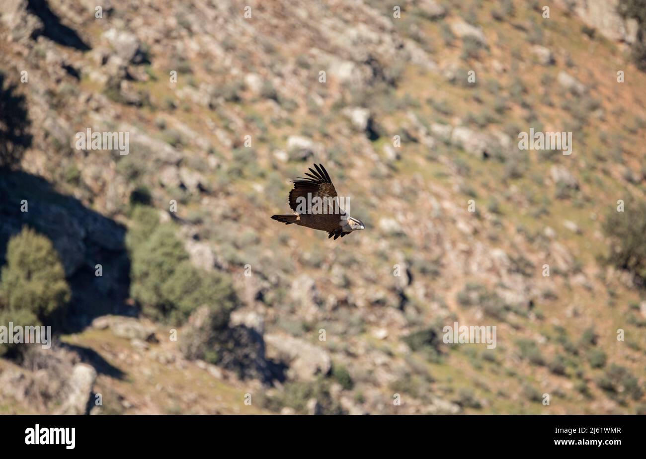 View of vulture in flight Stock Photo - Alamy