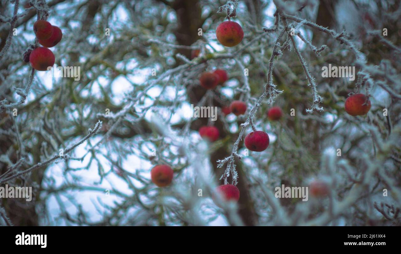 Shining apples hi-res stock photography and images - Alamy