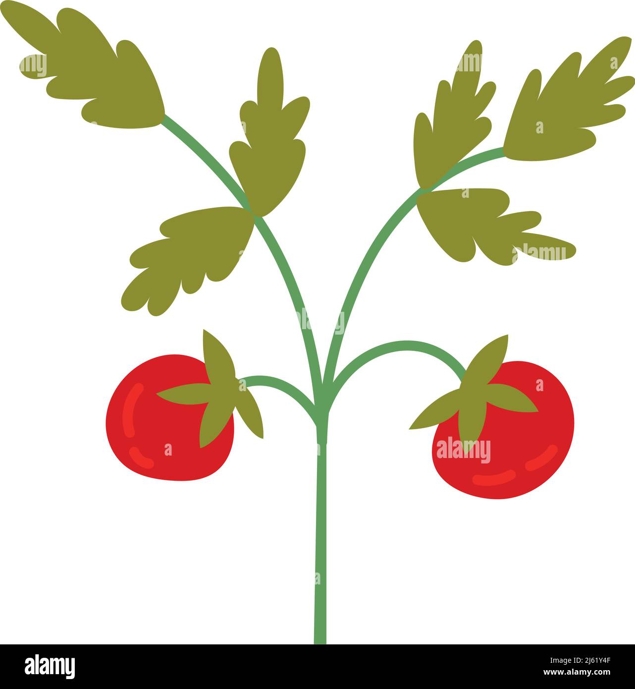 Tomato seedling care Stock Vector Images - Alamy