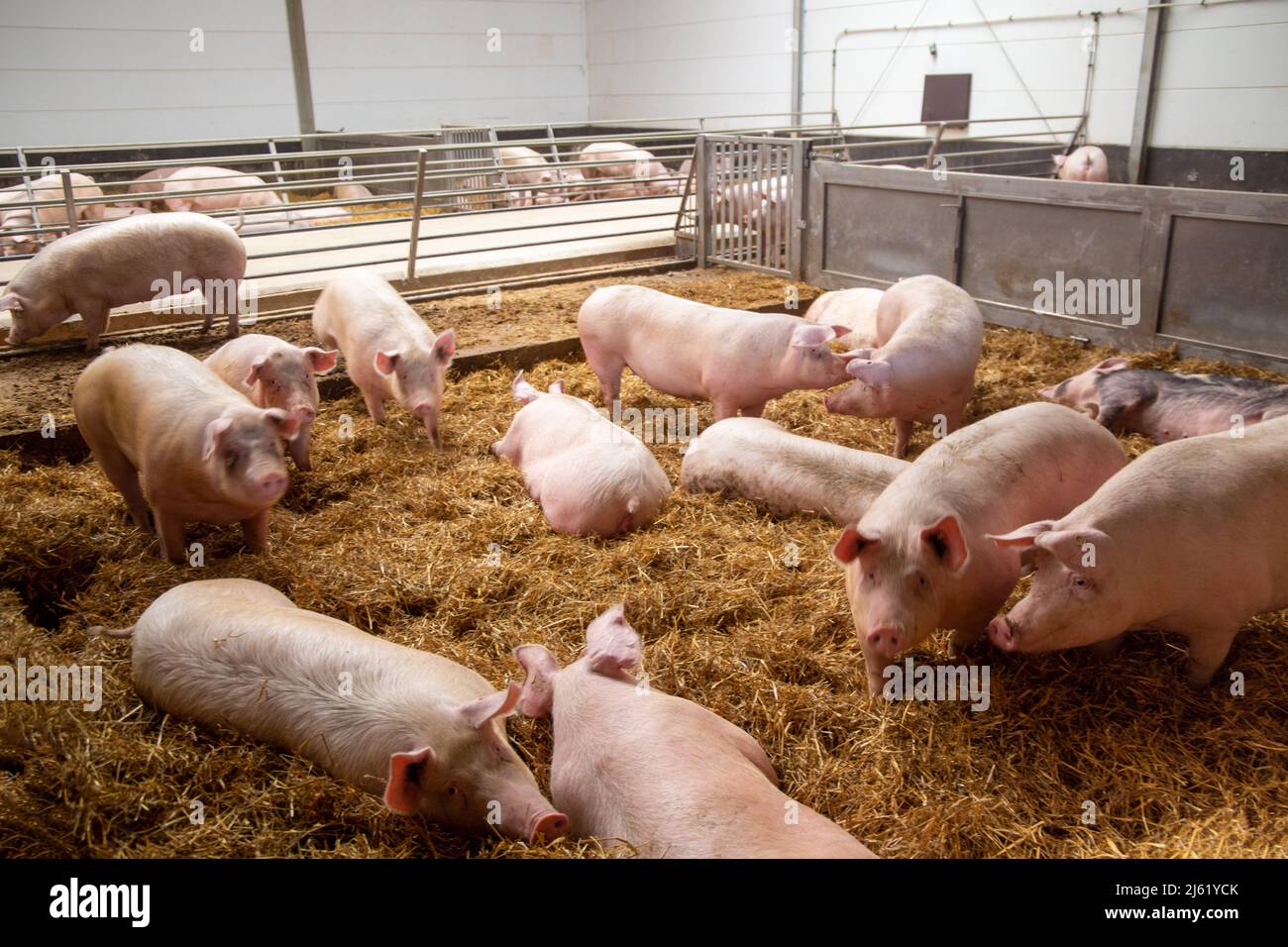 Species-appropriate pig husbandry with husbandry in stable groups of ...