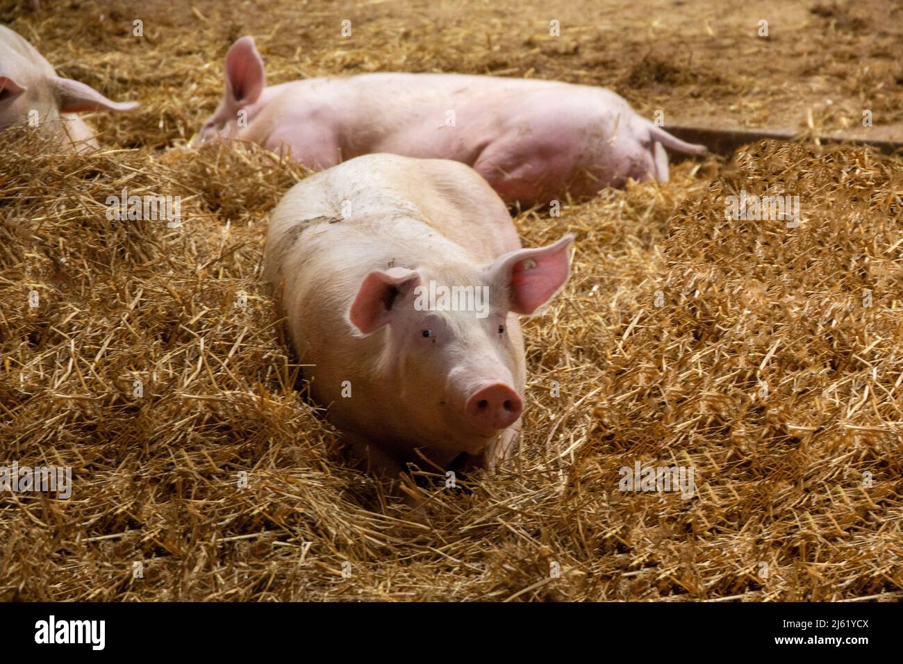 Species-appropriate pig husbandry with husbandry in stable groups of ...