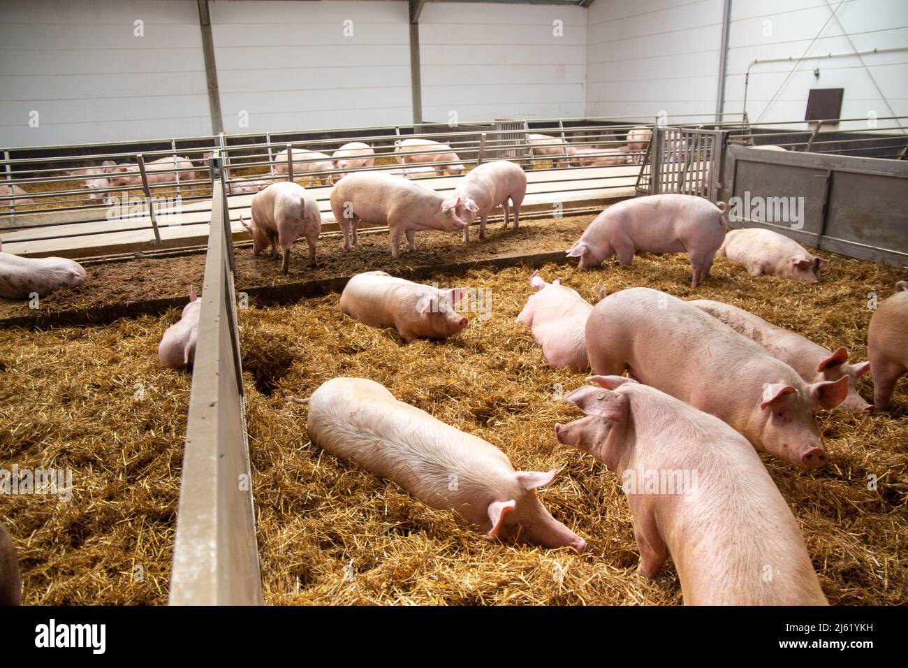 Species-appropriate pig husbandry with husbandry in stable groups of ...
