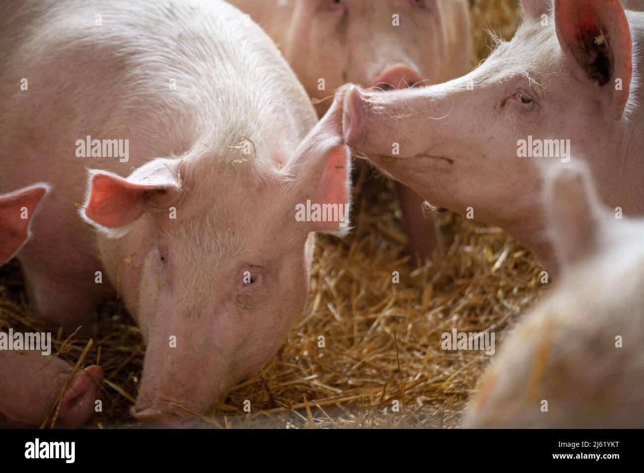 Pig farming area hi-res stock photography and images - Alamy