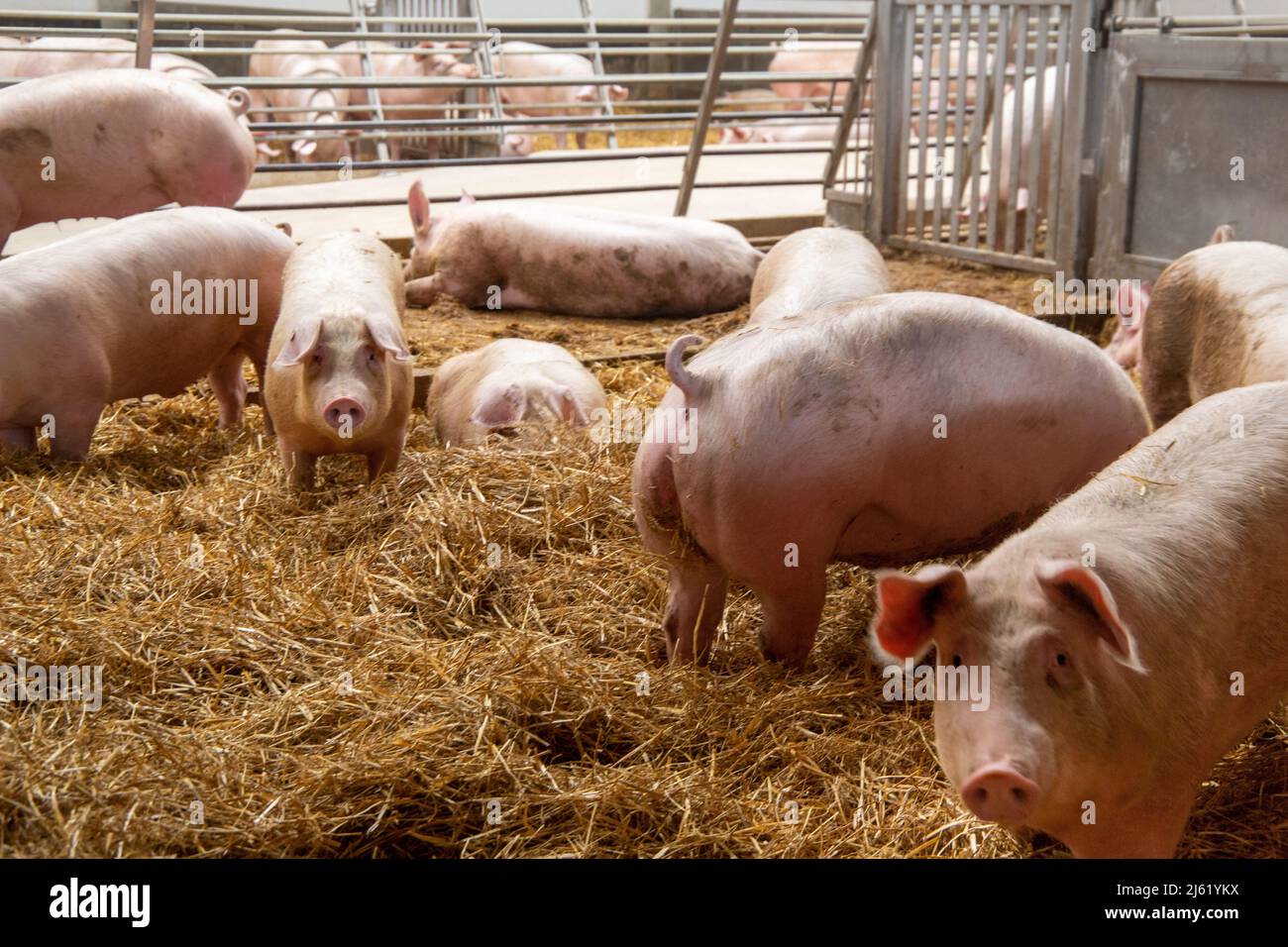 Species-appropriate pig husbandry with husbandry in stable groups of ...