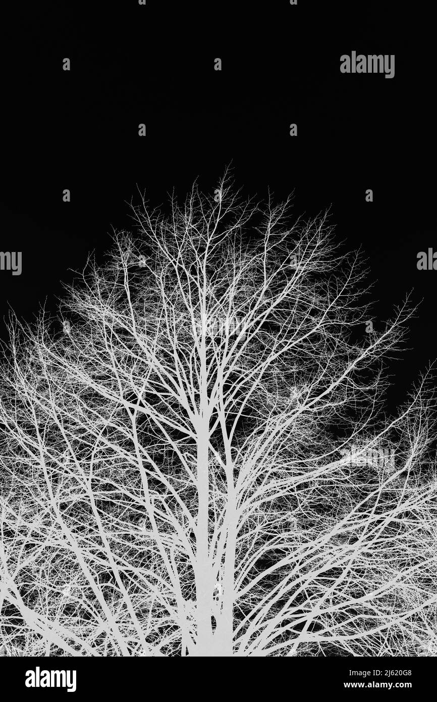 High tree treetop Black and White Stock Photos & Images - Alamy