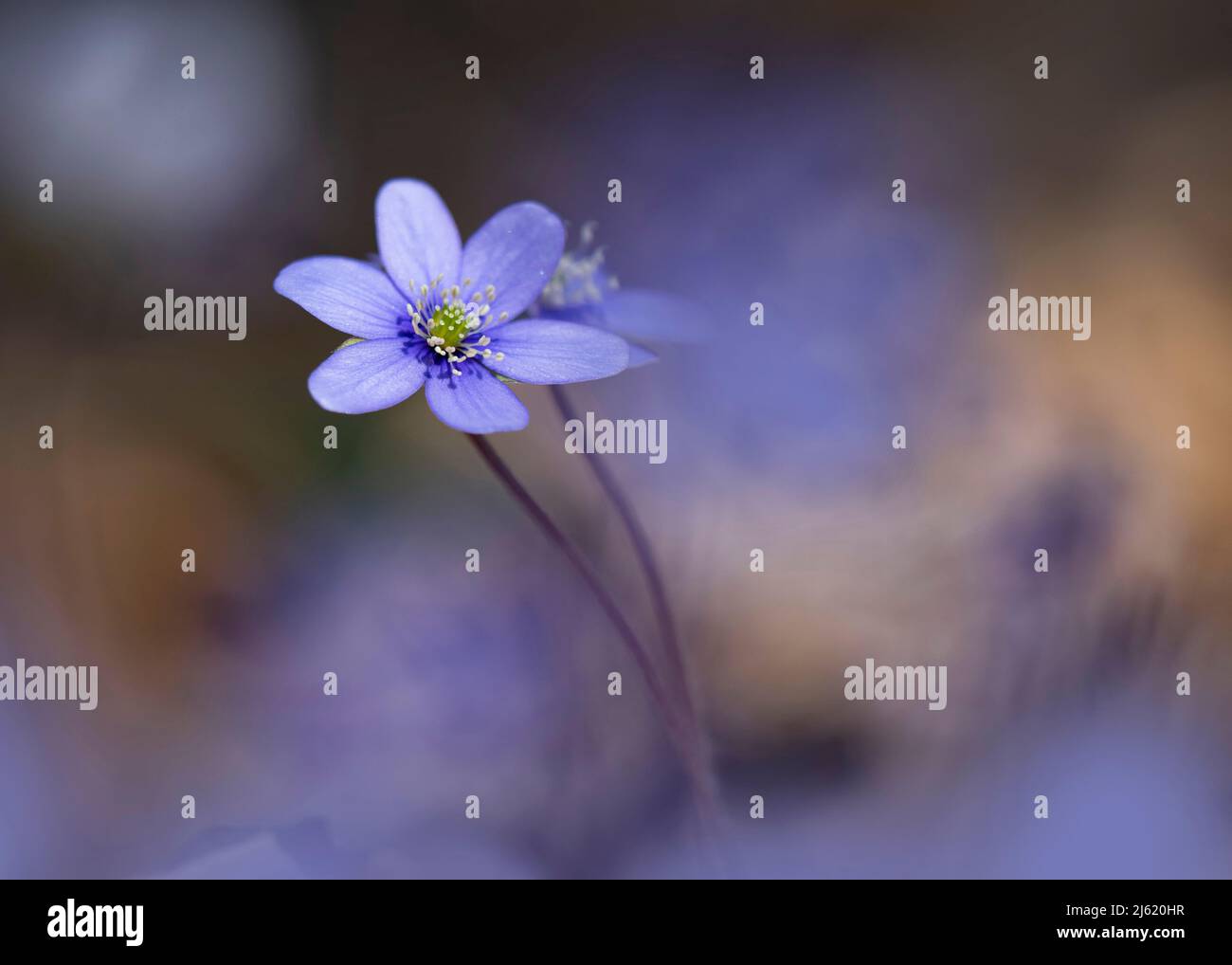 Common hepaticas hi-res stock photography and images - Alamy