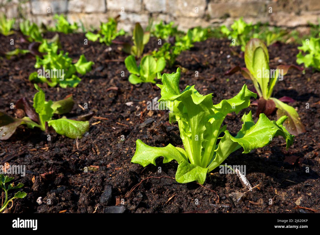 Lettuce seedlings growing in vegetable garden Stock Photo - Alamy