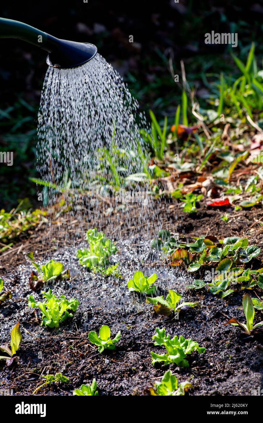 Watering vegetable seedling hi-res stock photography and images - Alamy