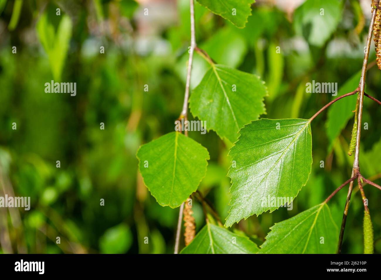Poplar canopy with green leaves illuminated by the mild sun, at the end ...