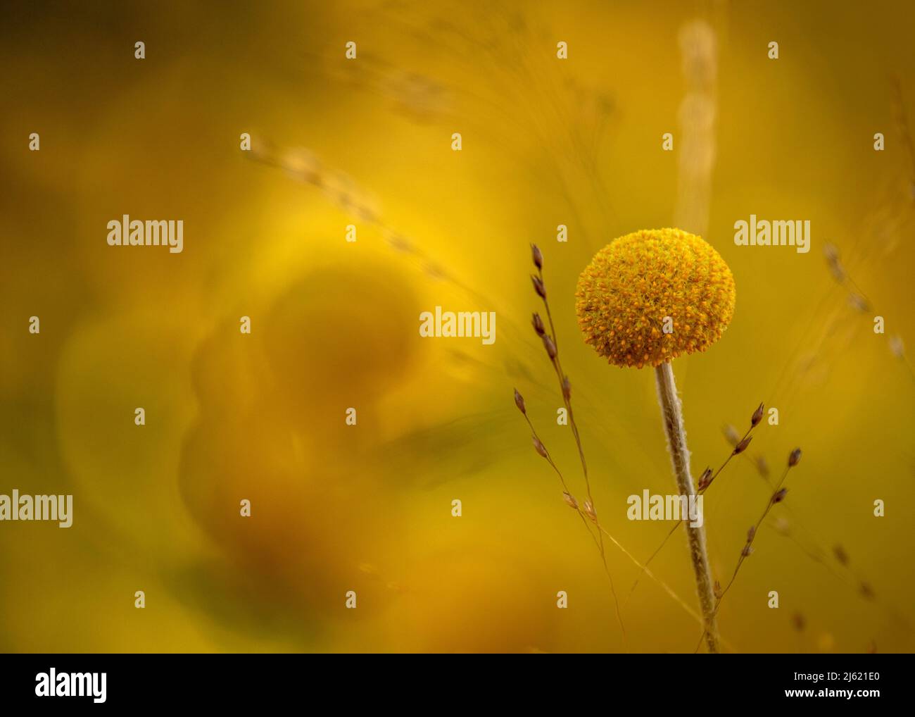 Craspedia hi-res stock photography and images - Alamy