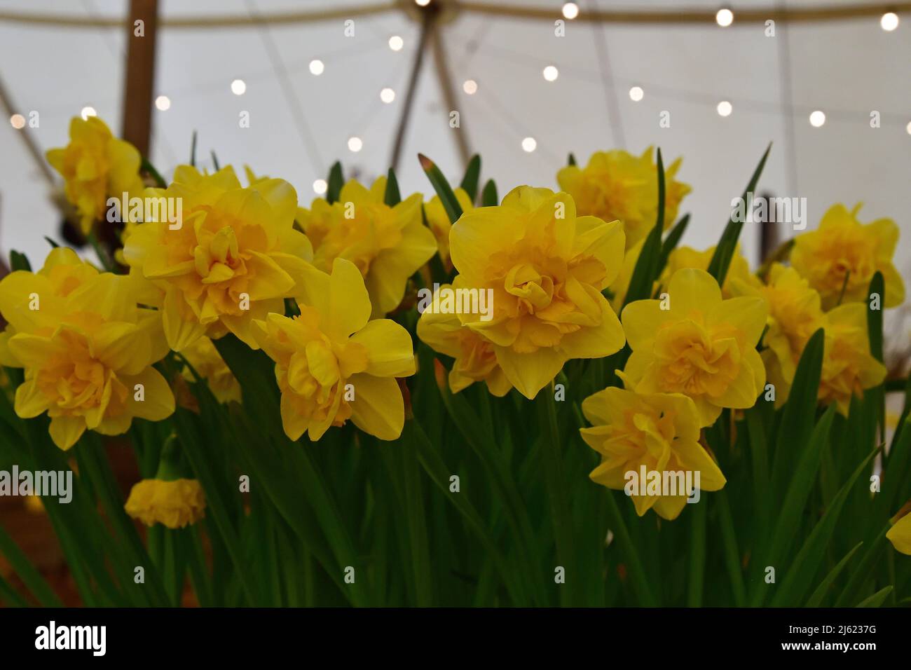 Daffodils in the aptly named Daffodil eatery, Goodwood 79th Members ...