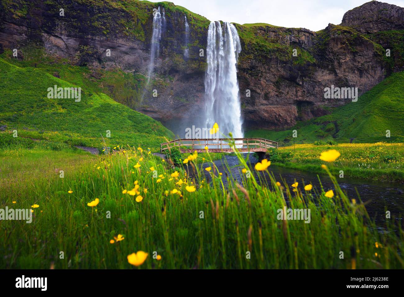 Iceland flowers hi-res stock photography and images - Alamy