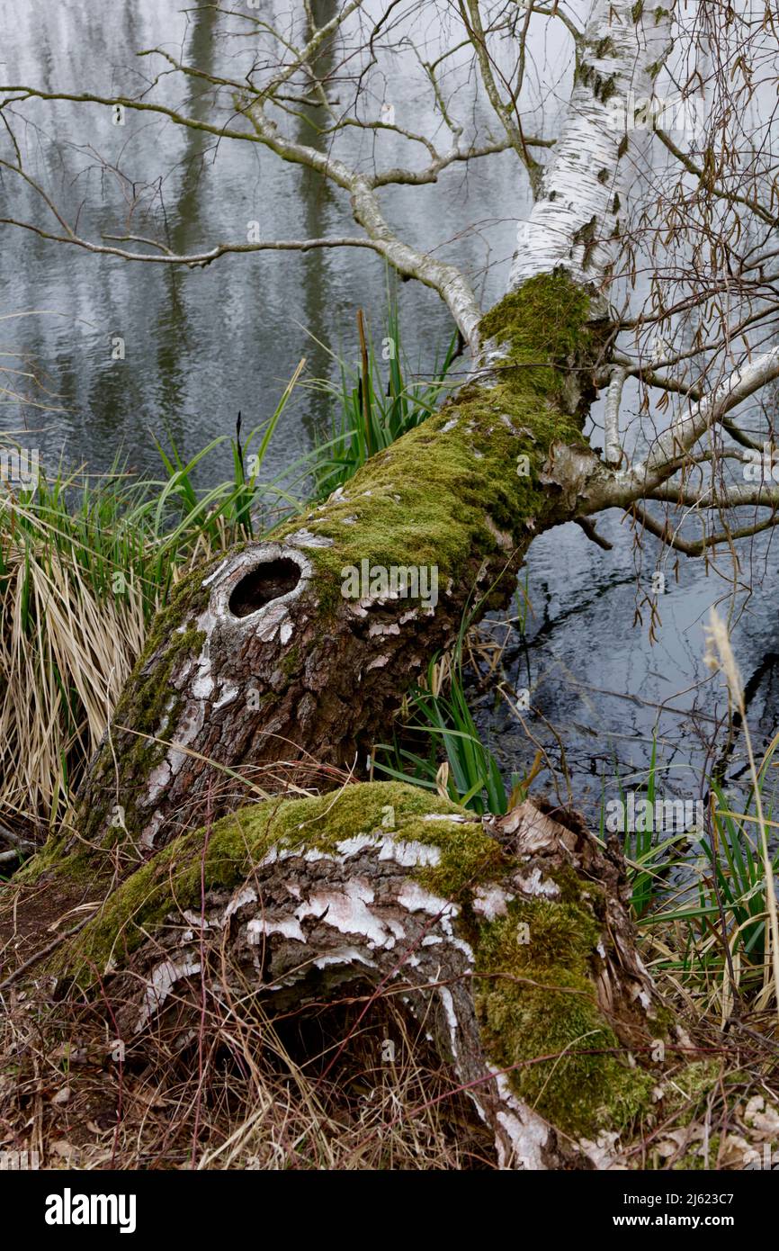 Tree growing sideways hi-res stock photography and images - Alamy