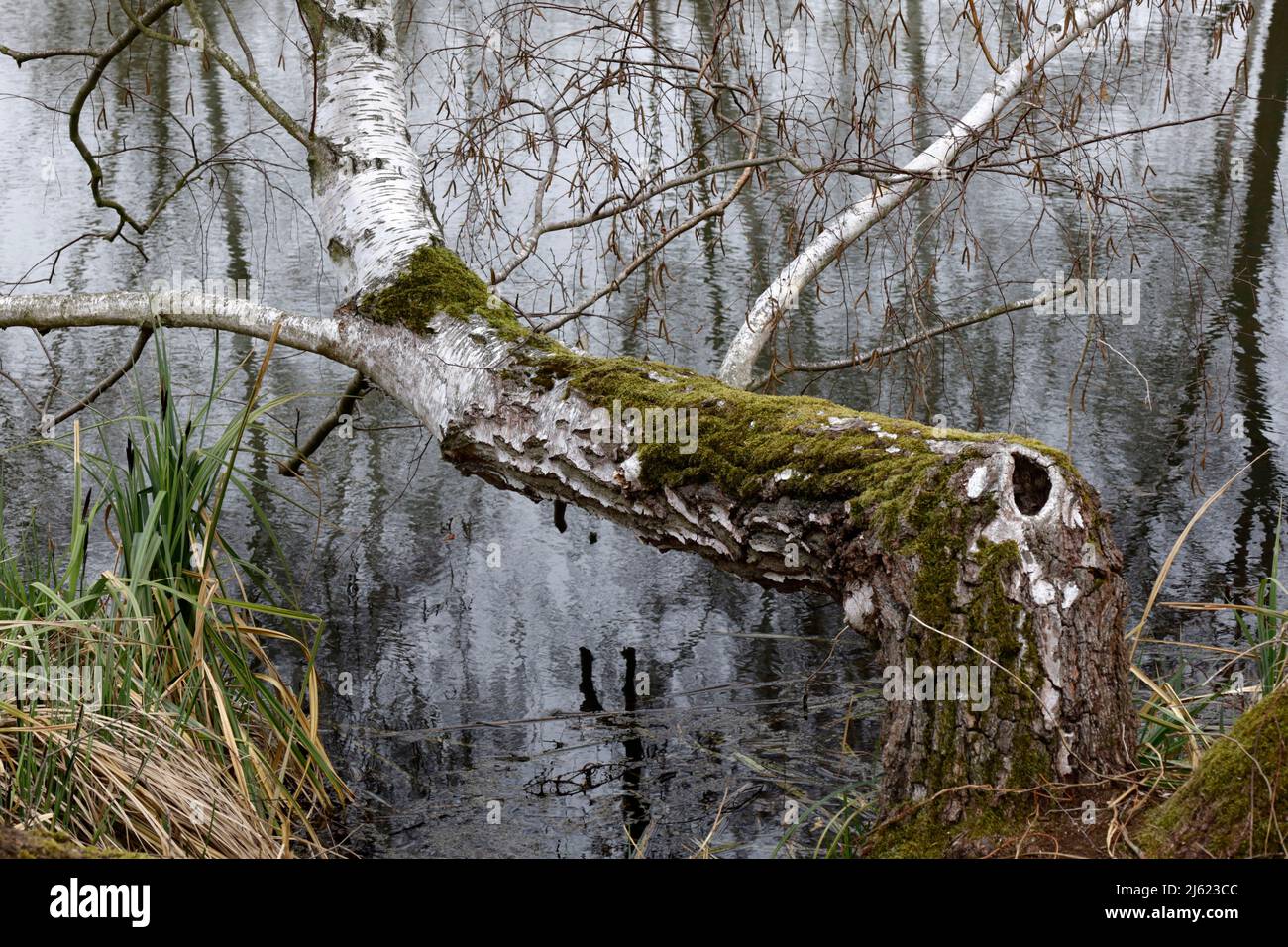 Tree growing sideways hi-res stock photography and images - Alamy