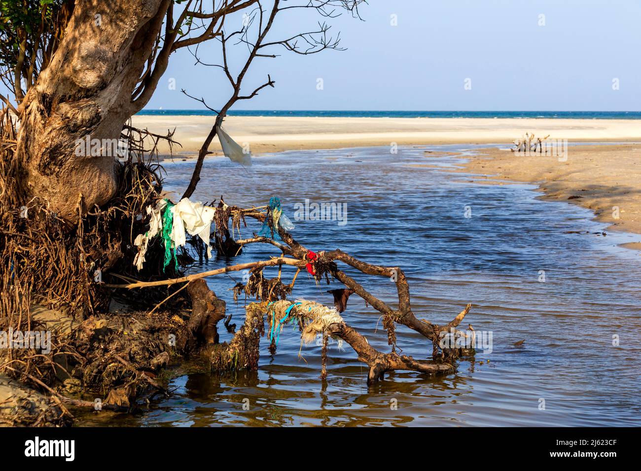 Trash hanging from roots of coastal mangrove tree Stock Photo - Alamy