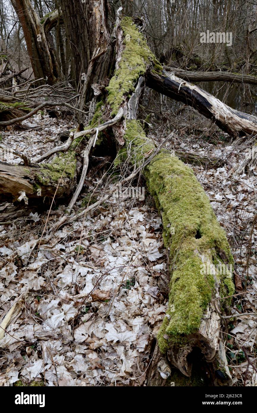 Moss covered fallen tree hi-res stock photography and images - Alamy