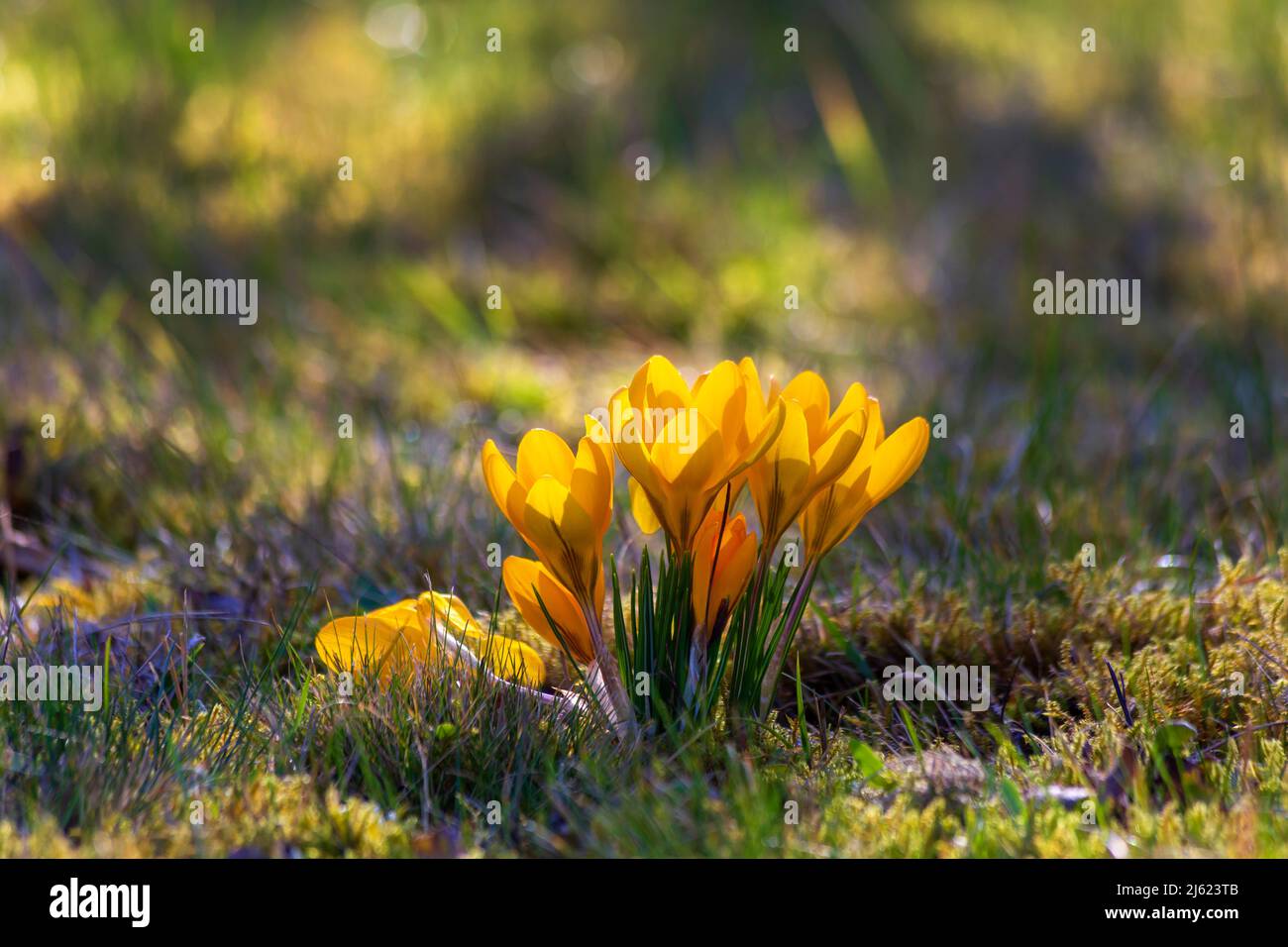 Yellow crocus flowers hi-res stock photography and images - Alamy