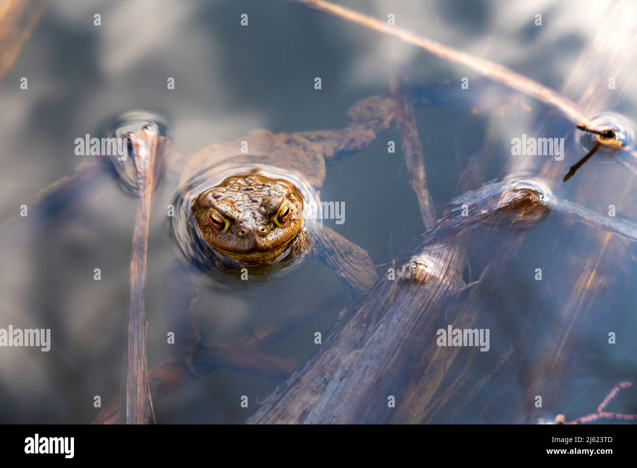 Toad peeking out of water Stock Photo - Alamy