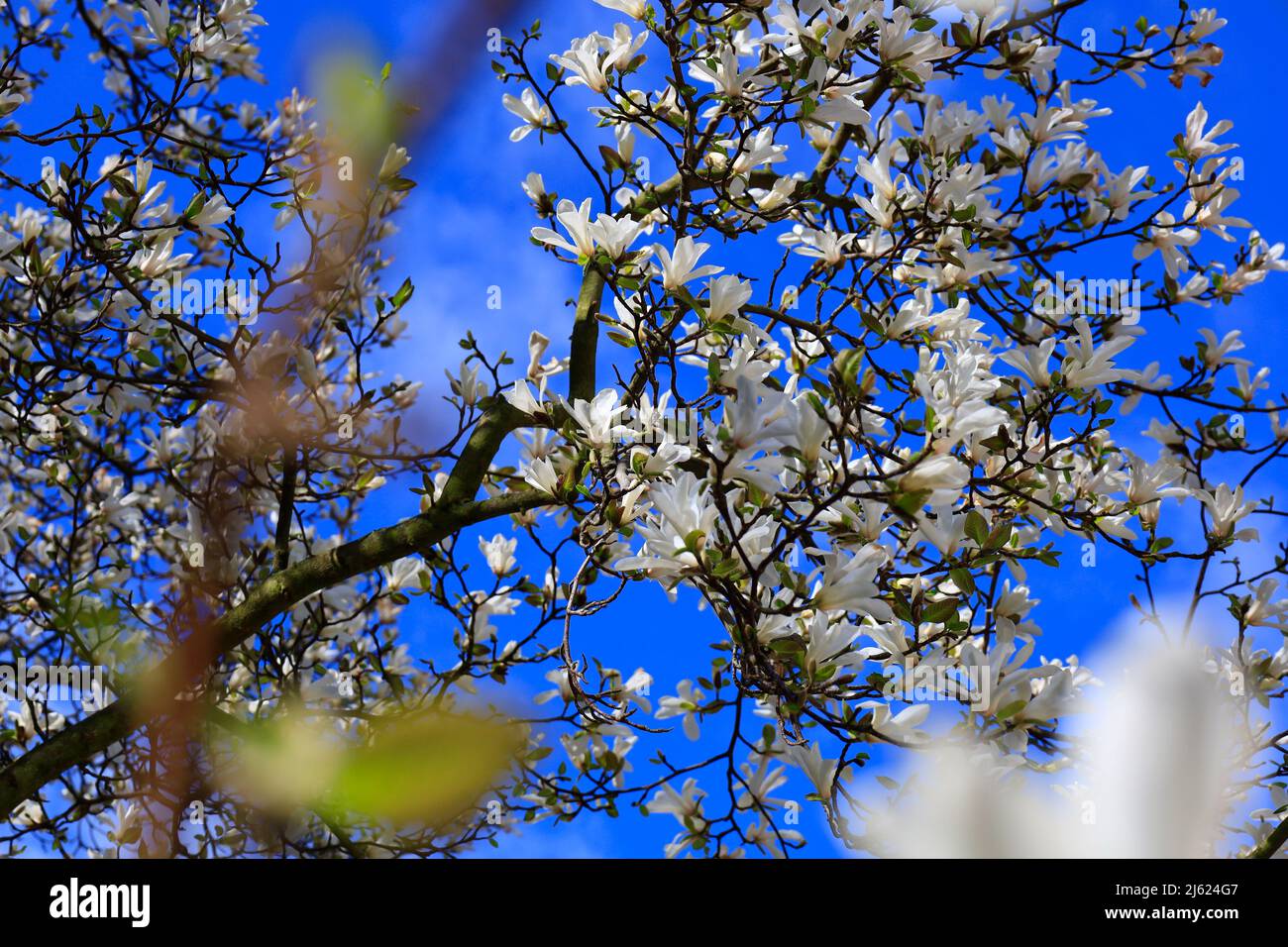 Blooming white magnolia tree in hi-res stock photography and images - Alamy